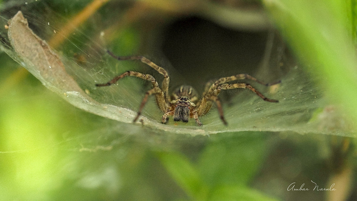 Tunnel Spider – Ambar.Photos